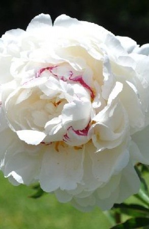 БОУЛ ДЕ НЕЖЕ